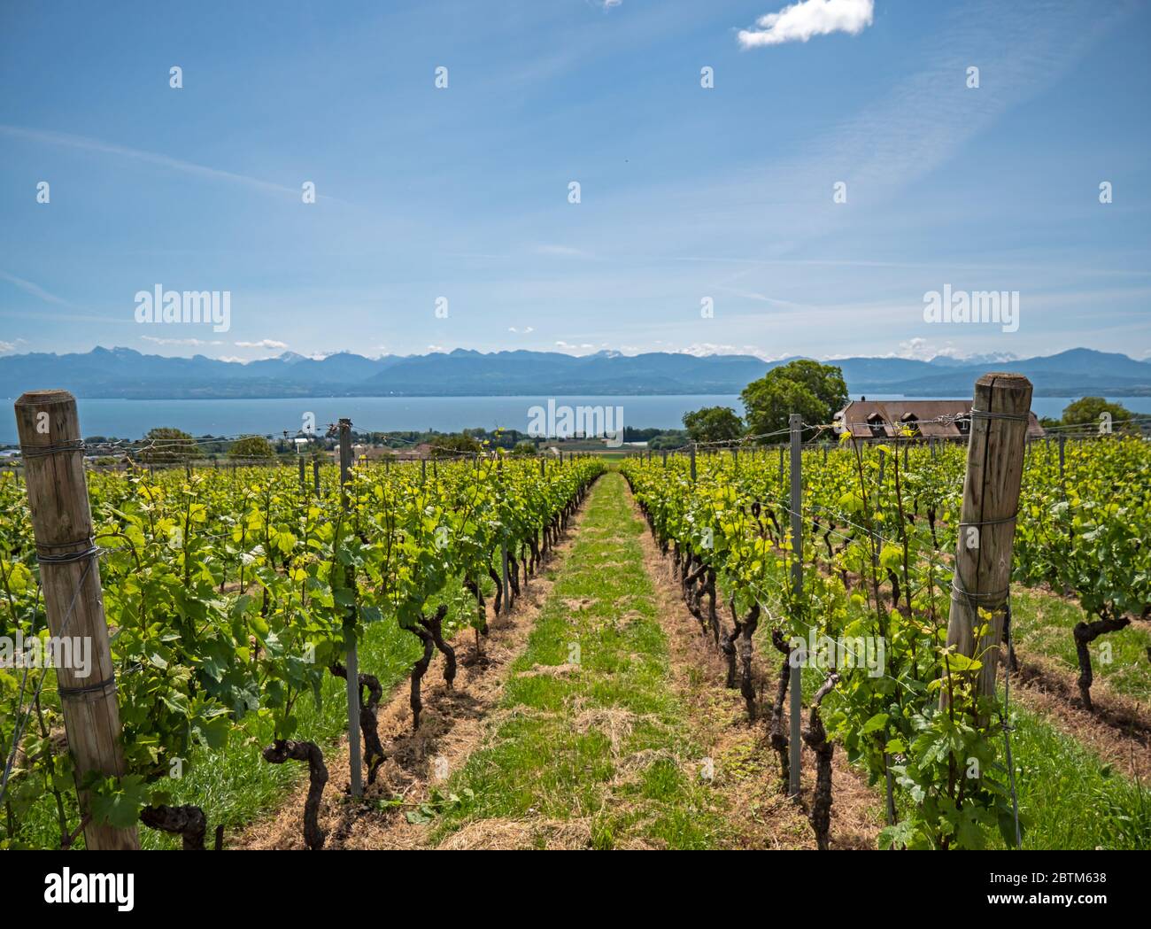 The lush green vineyards, villages and walking trails of the Swiss ...