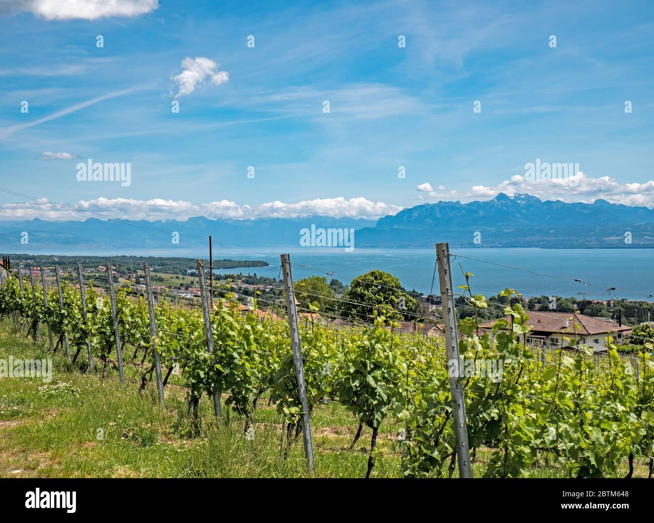 The lush green vineyards, villages and walking trails of the Swiss ...