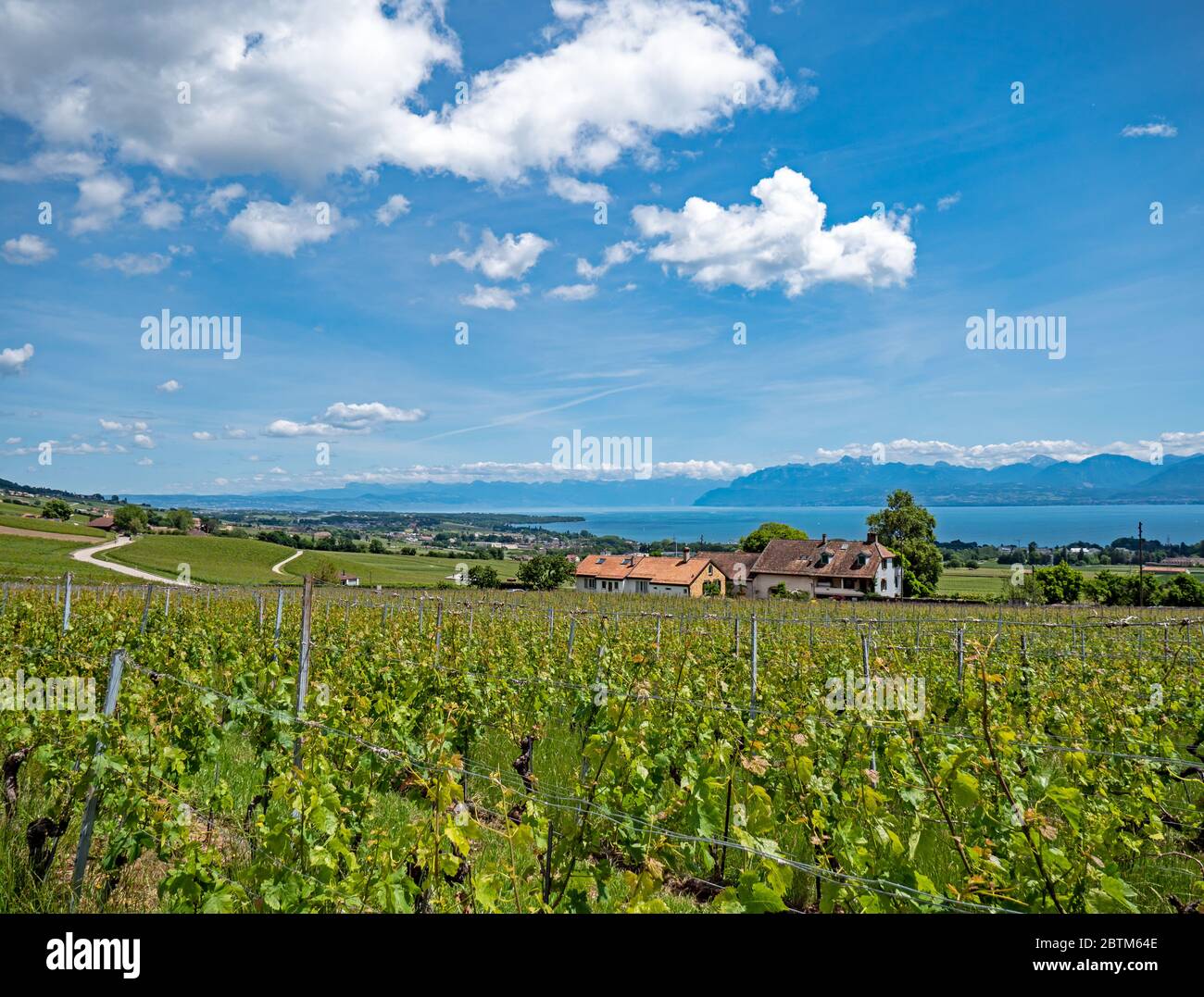 The lush green vineyards, villages and walking trails of the Swiss ...