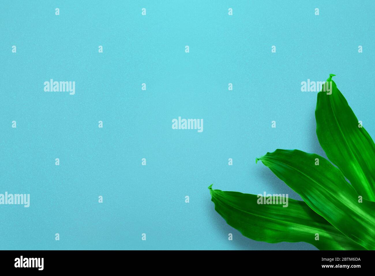 Vivid blue background hi-res stock photography and images - Alamy