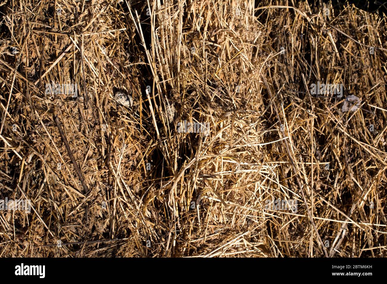 Hay bale - close up Stock Photo - Alamy
