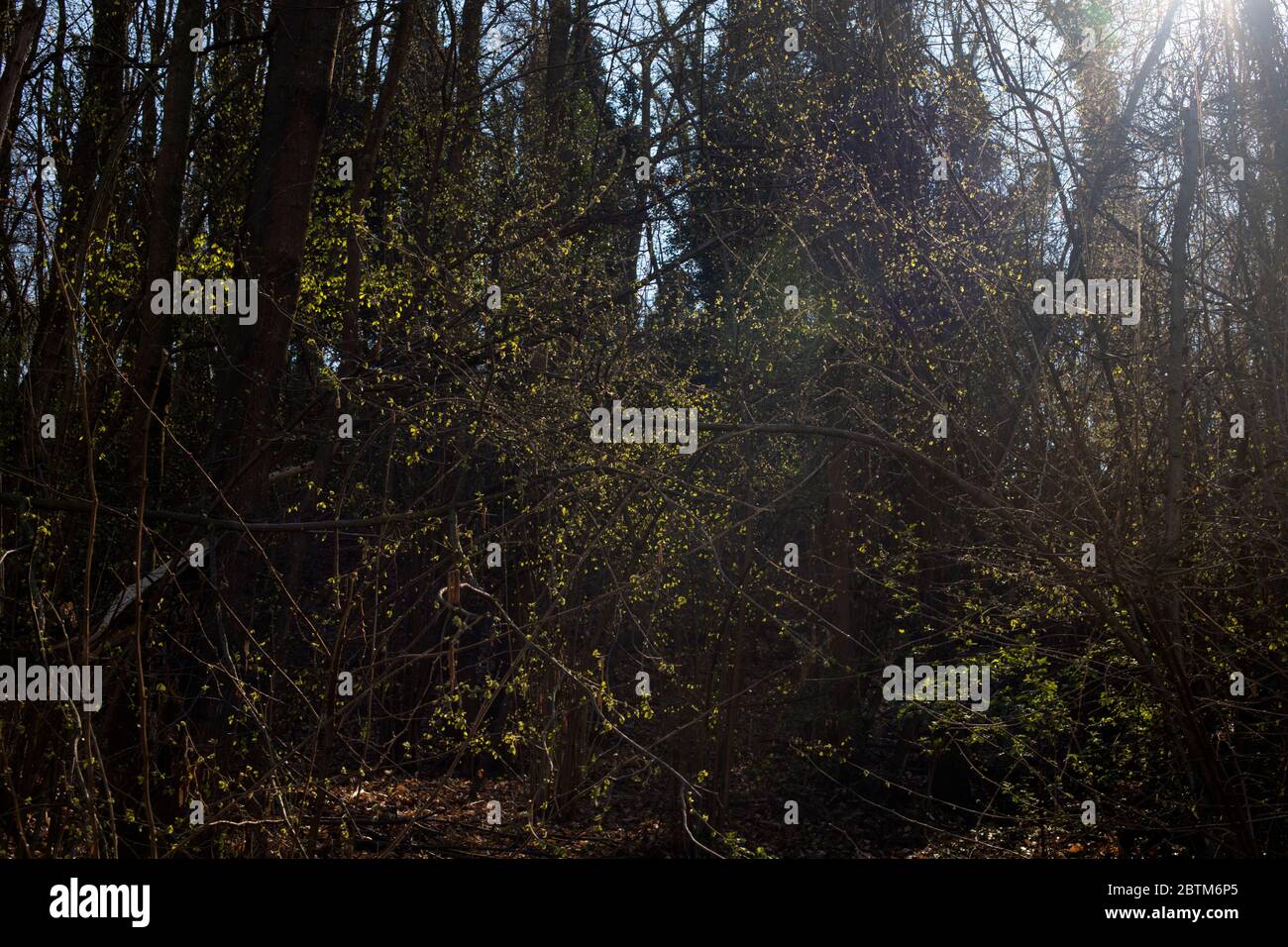 Psychedelic tree hi-res stock photography and images - Alamy