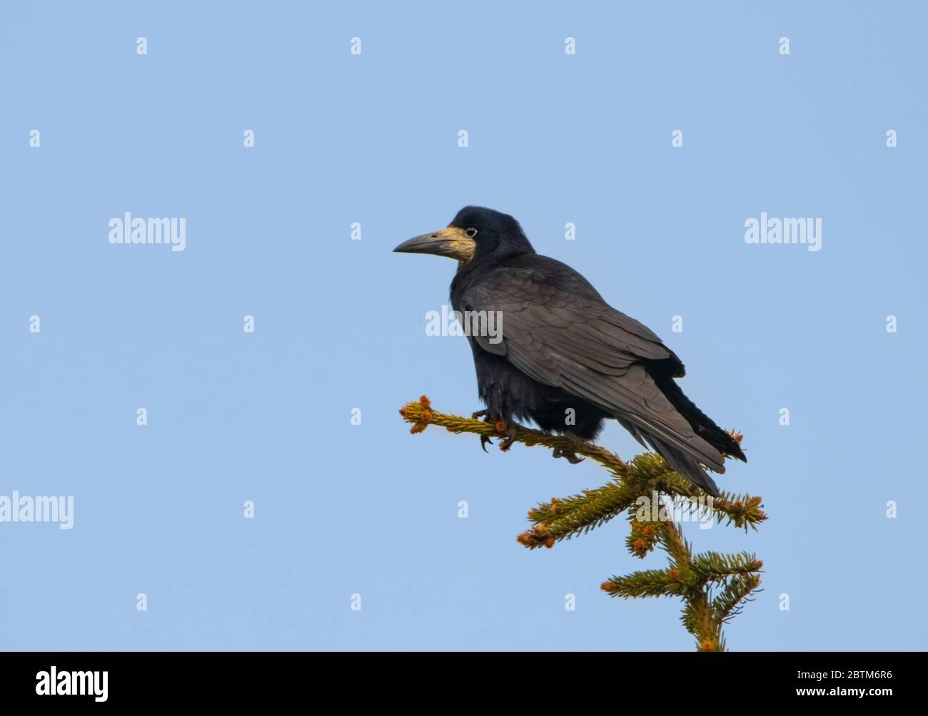 Rook young hi-res stock photography and images - Alamy
