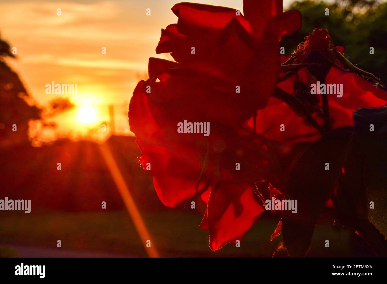 Red Rose at Sunset Stock Photo - Alamy