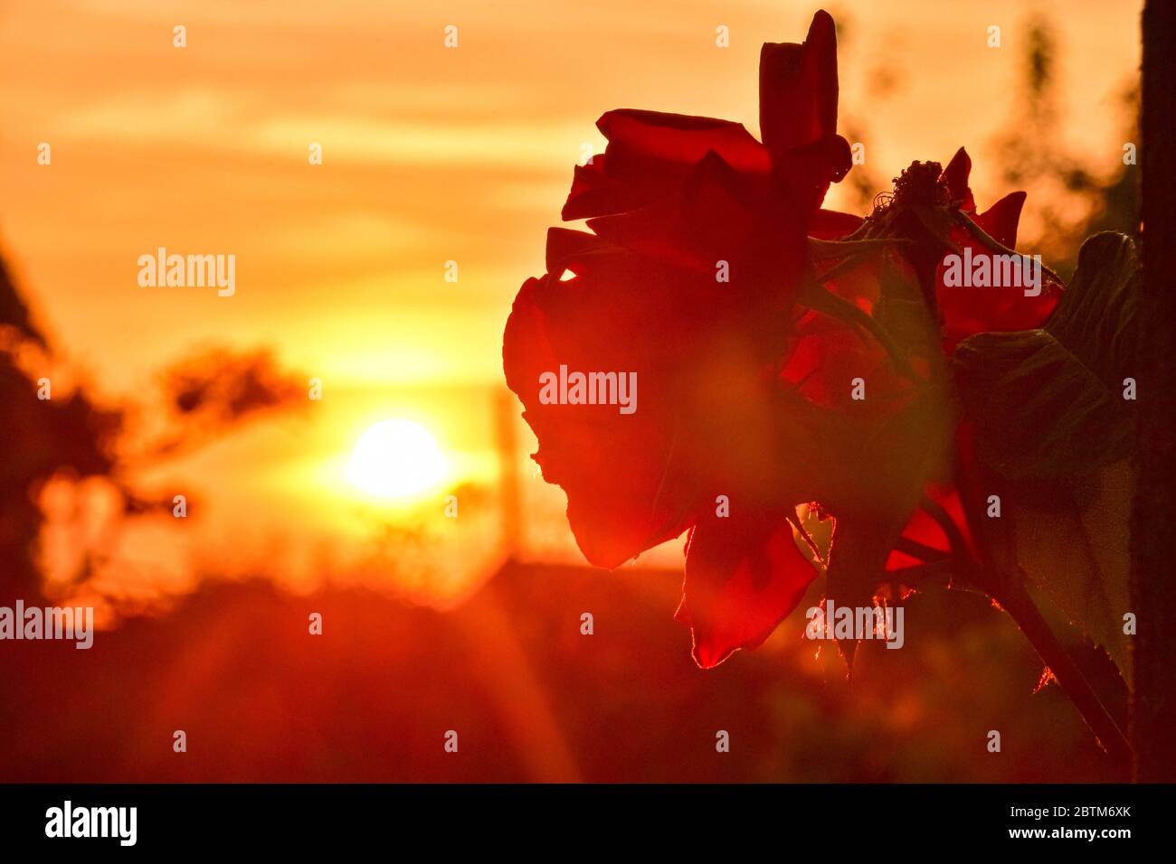 Boulevard rose hi-res stock photography and images - Alamy