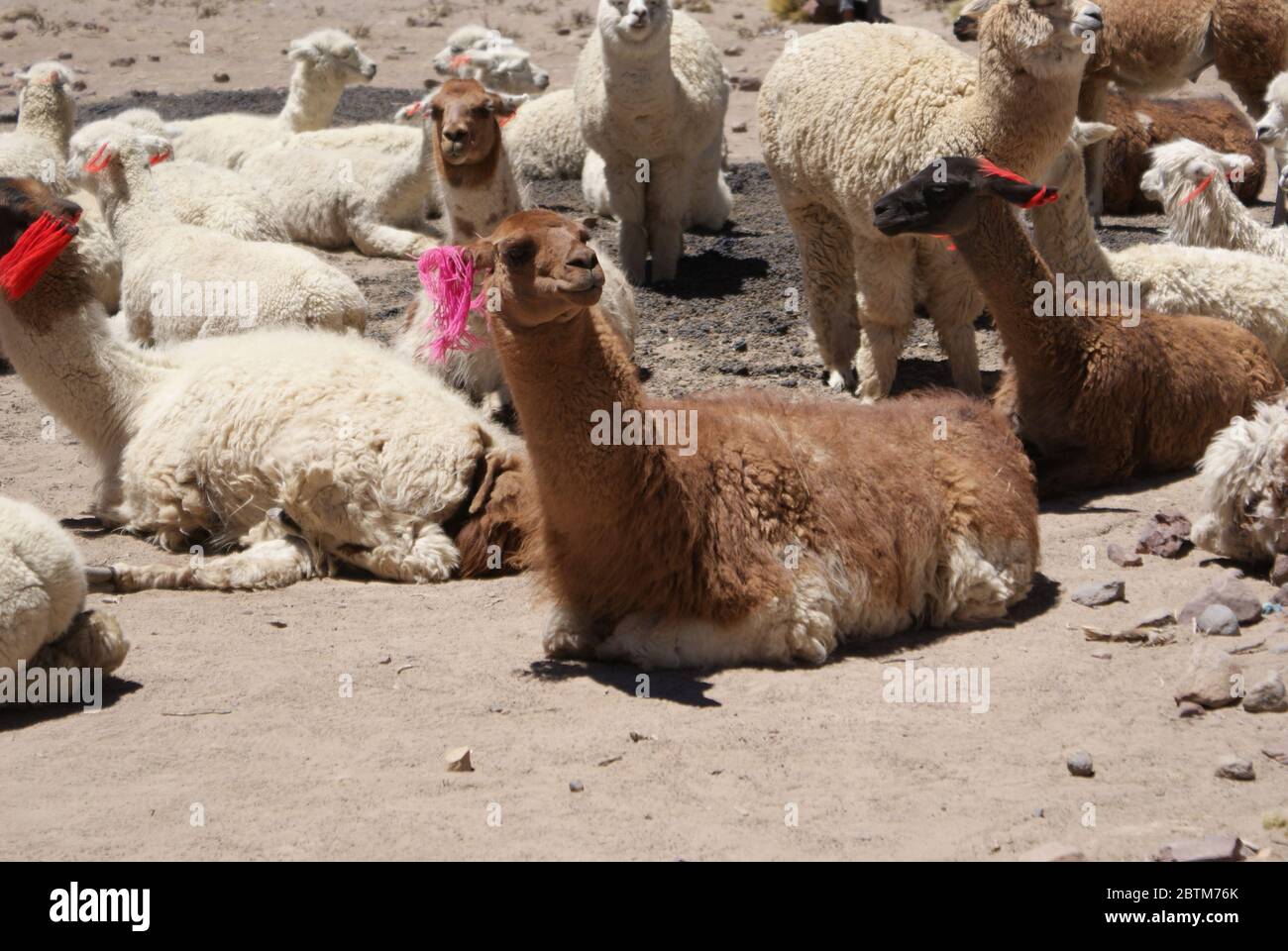 Lyinglama hi-res stock photography and images - Alamy