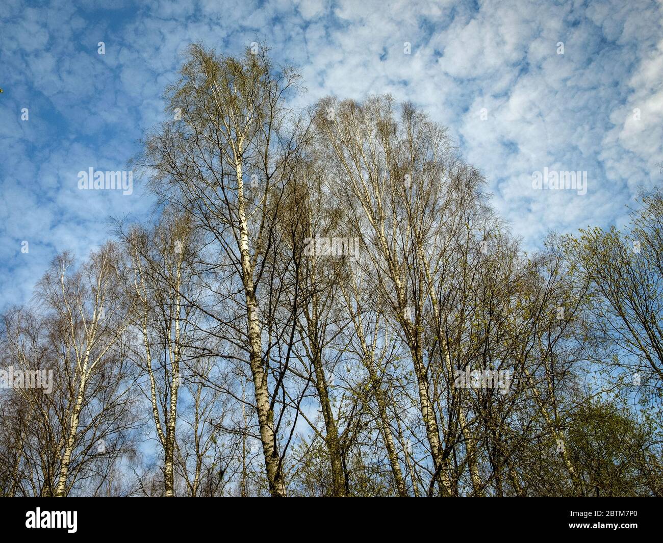 spring landscape with trees that have shown the first leaves Stock ...