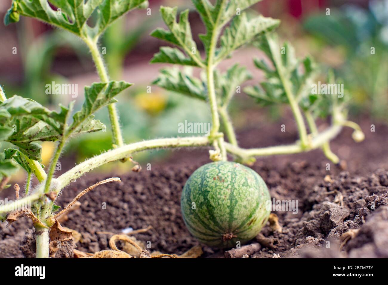 Organic watermelon growing on the field at eco farm. Closeup of growing ...