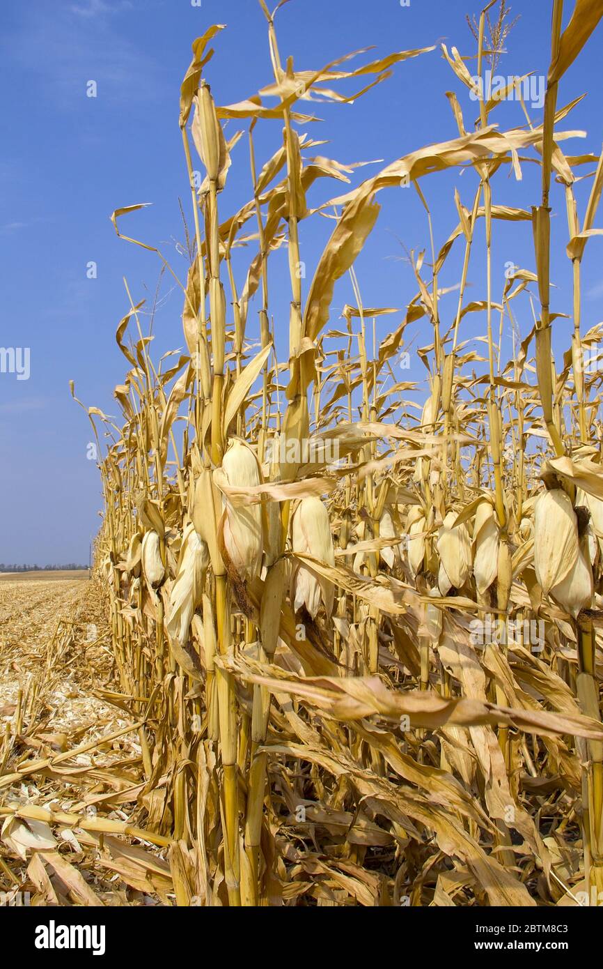 Golden corn field with harvested corn, ears of corn, ears of corn ...