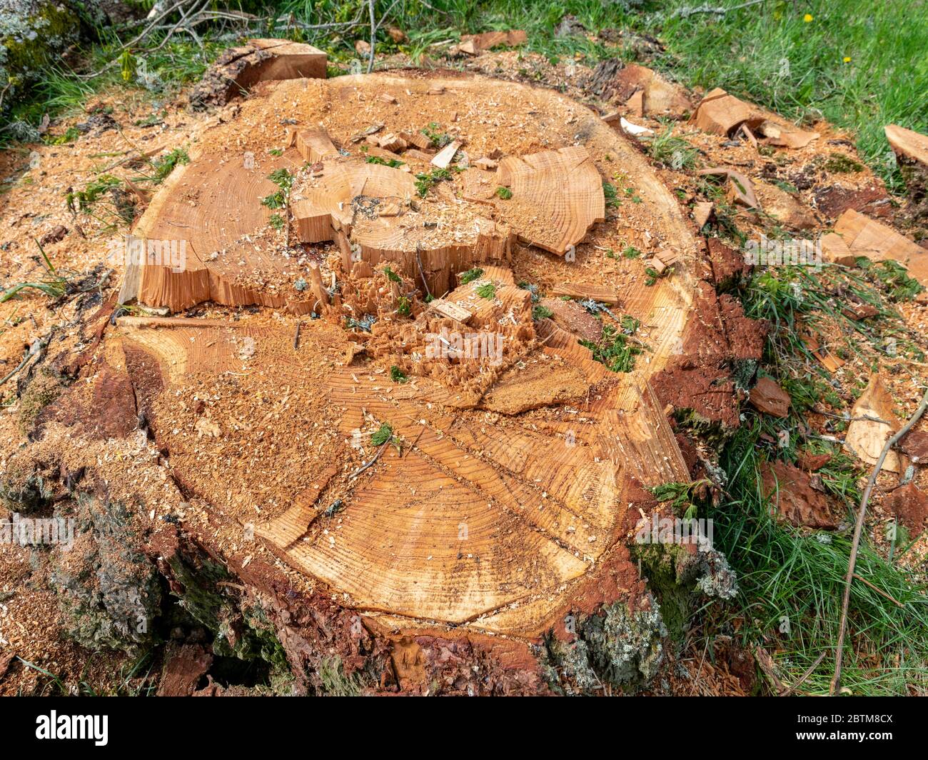 picture with cut wood tree section with cracks and annual rings, flat ...