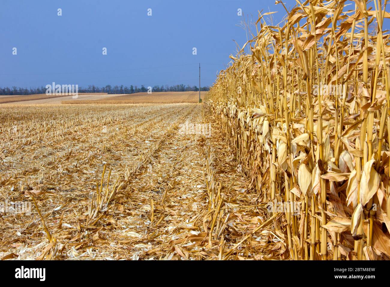 Golden corn field with harvested corn, ears of corn, ears of corn ...