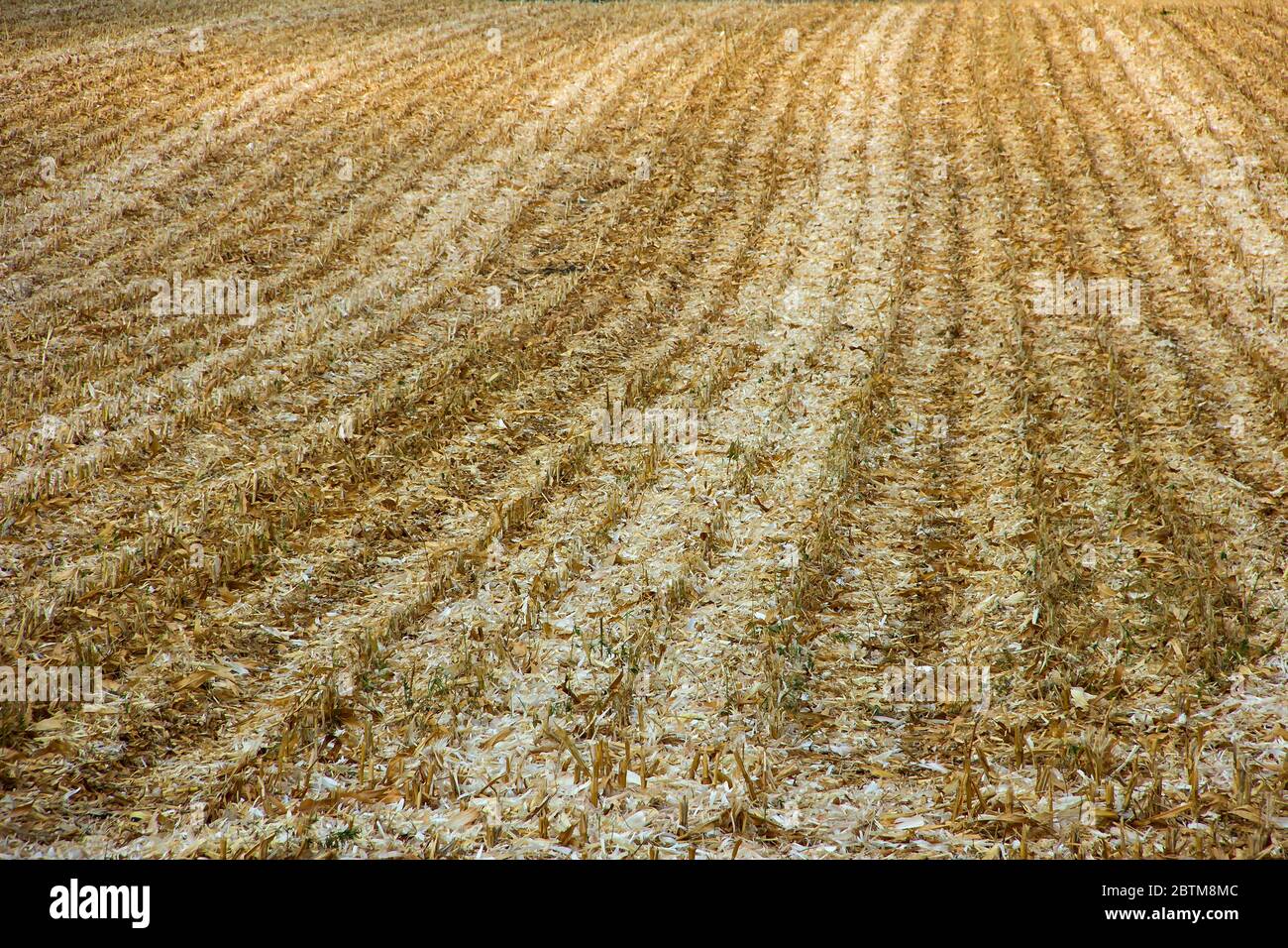 Golden corn field with harvested corn, ears of corn, ears of corn ...