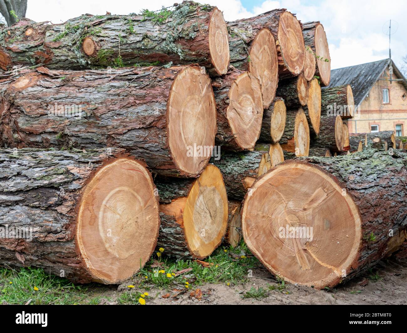 spring picture with wooden logs of pine woods in the forest, stacked in ...