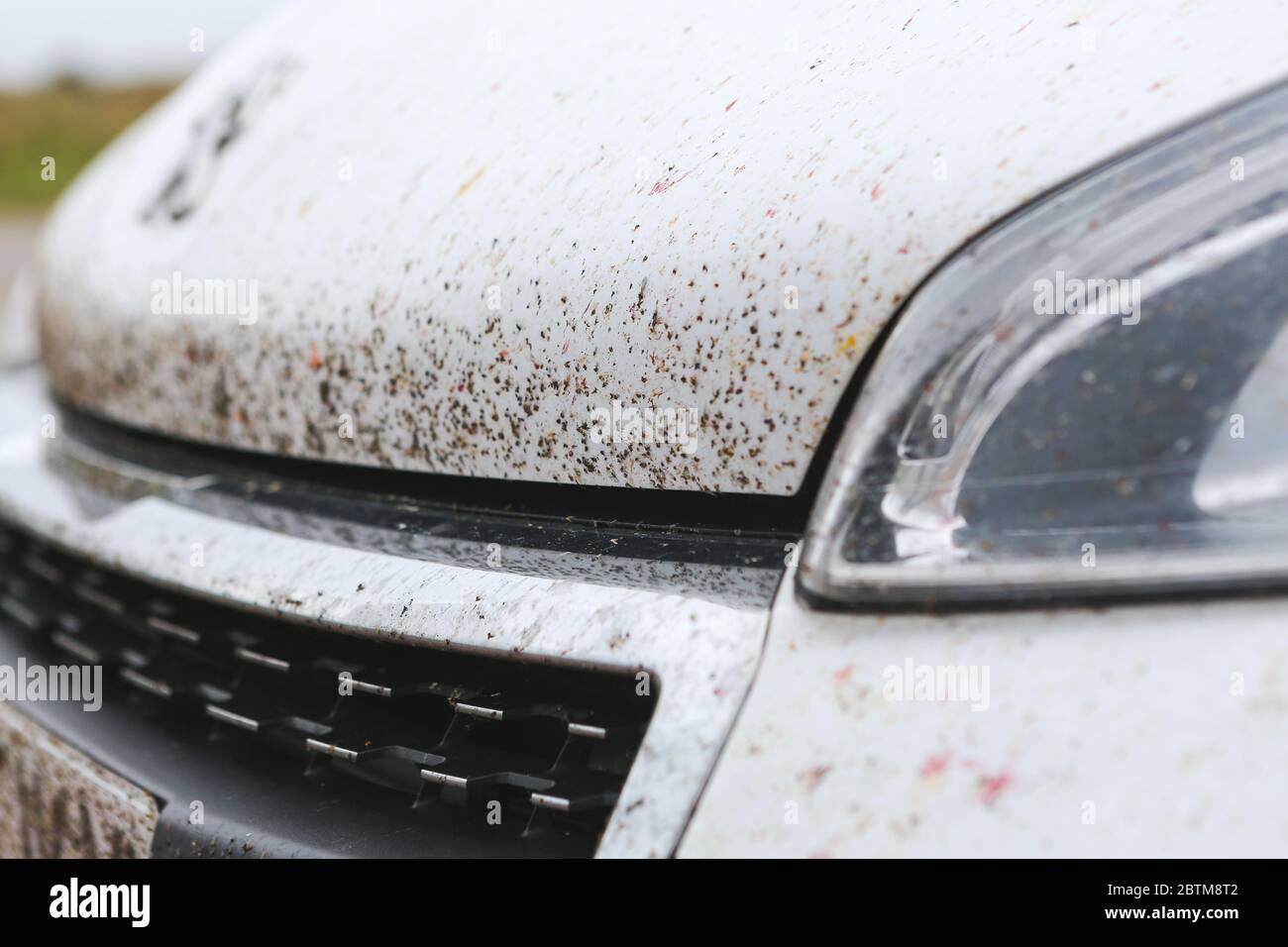 Many insects crashed against a white car after a long trip. Mosquitoes ...