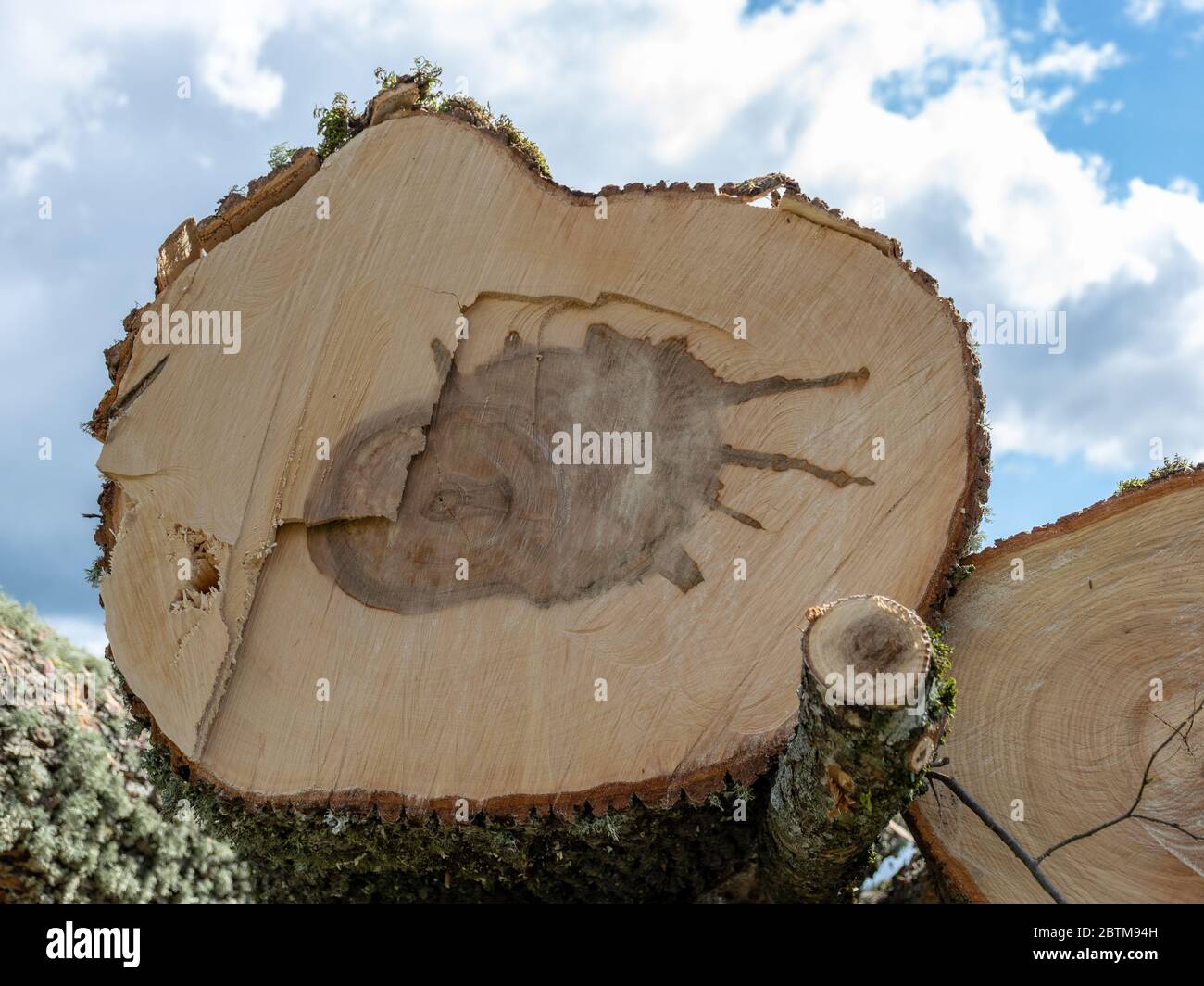 picture with cut wood tree section with cracks and annual rings, flat ...