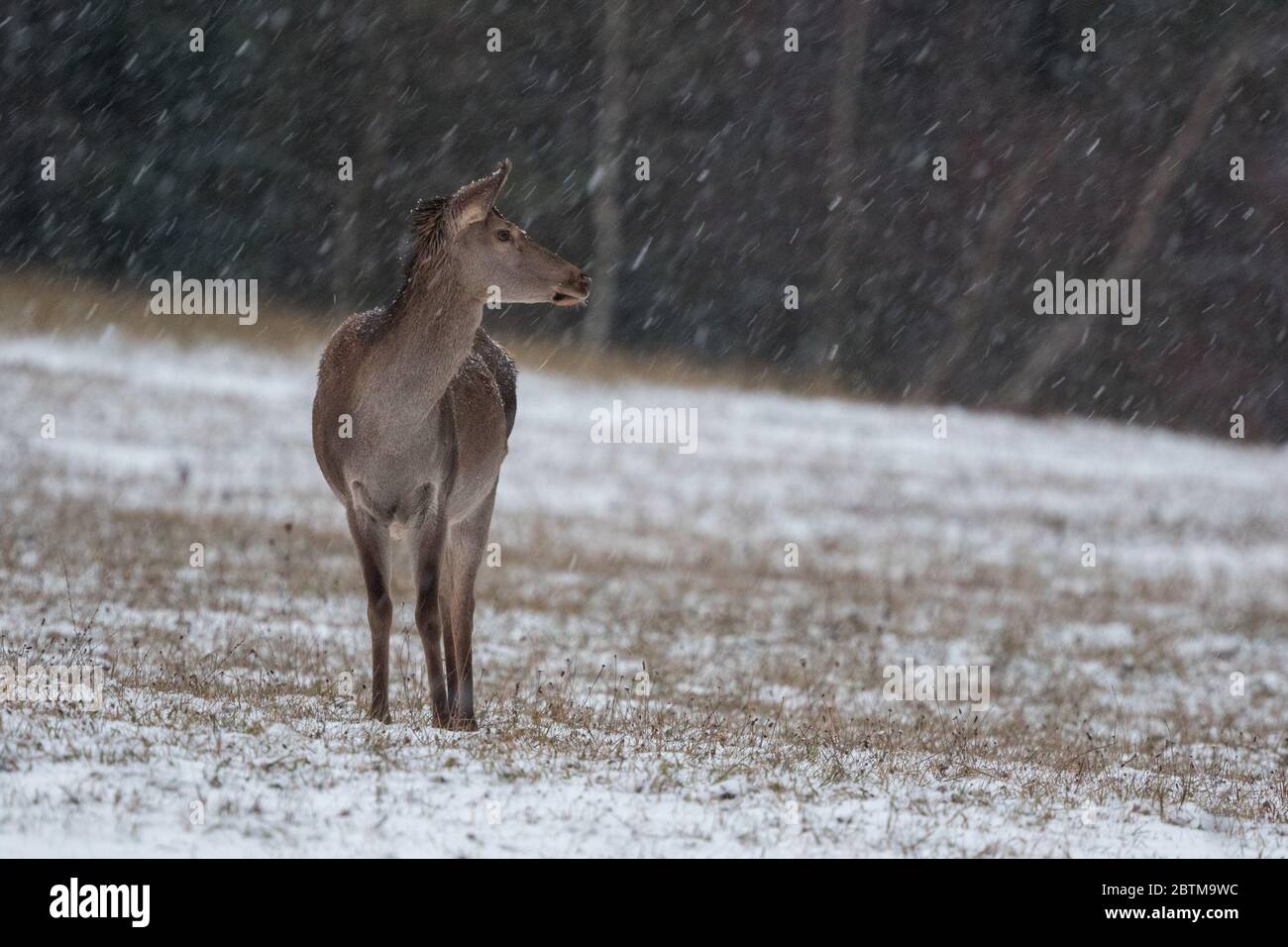 Red deer female standing on the meadow in snow storm, (Cervus elaphus ...