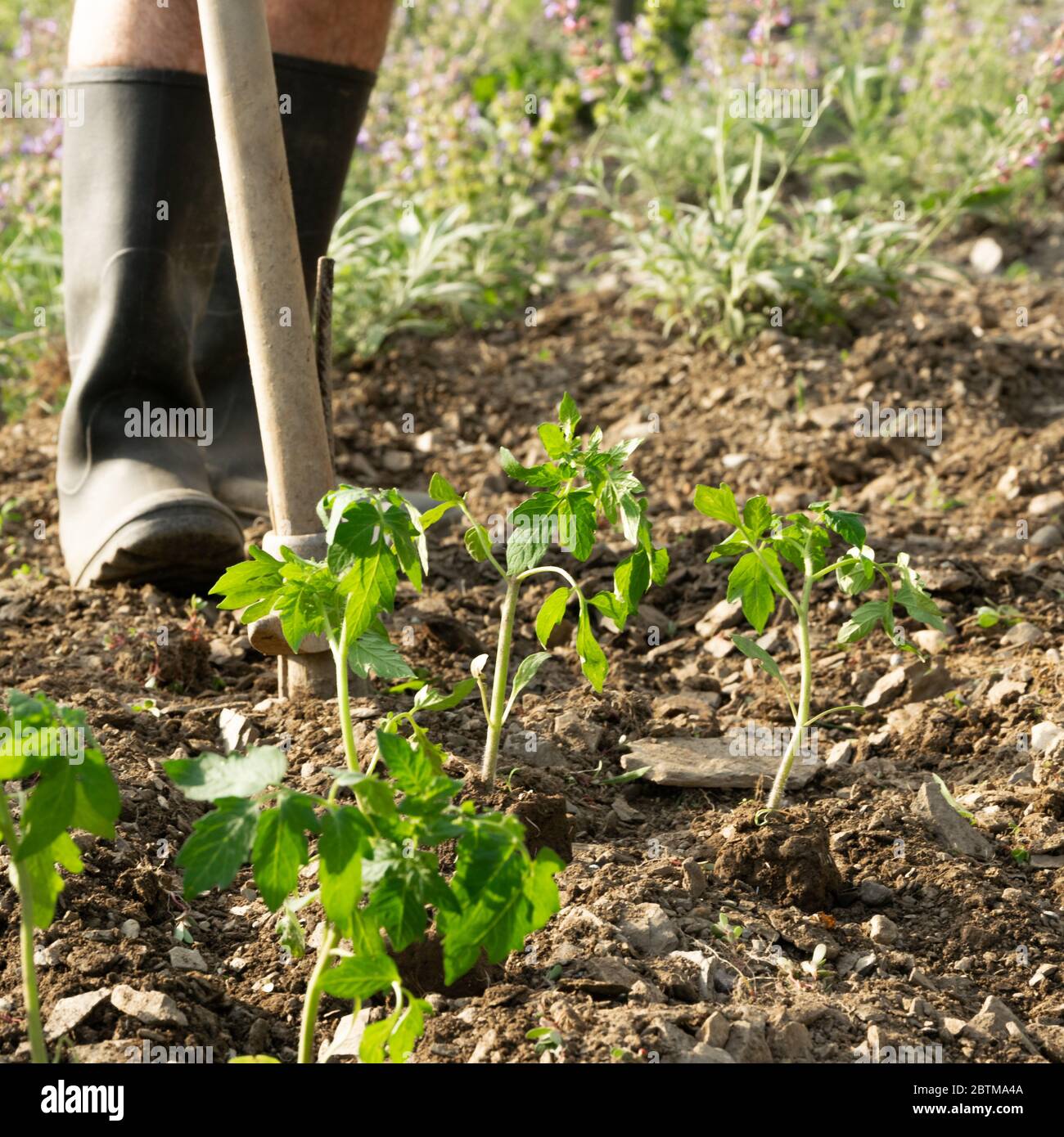 Low section of man working the soil. Farmering, agricultural concept ...