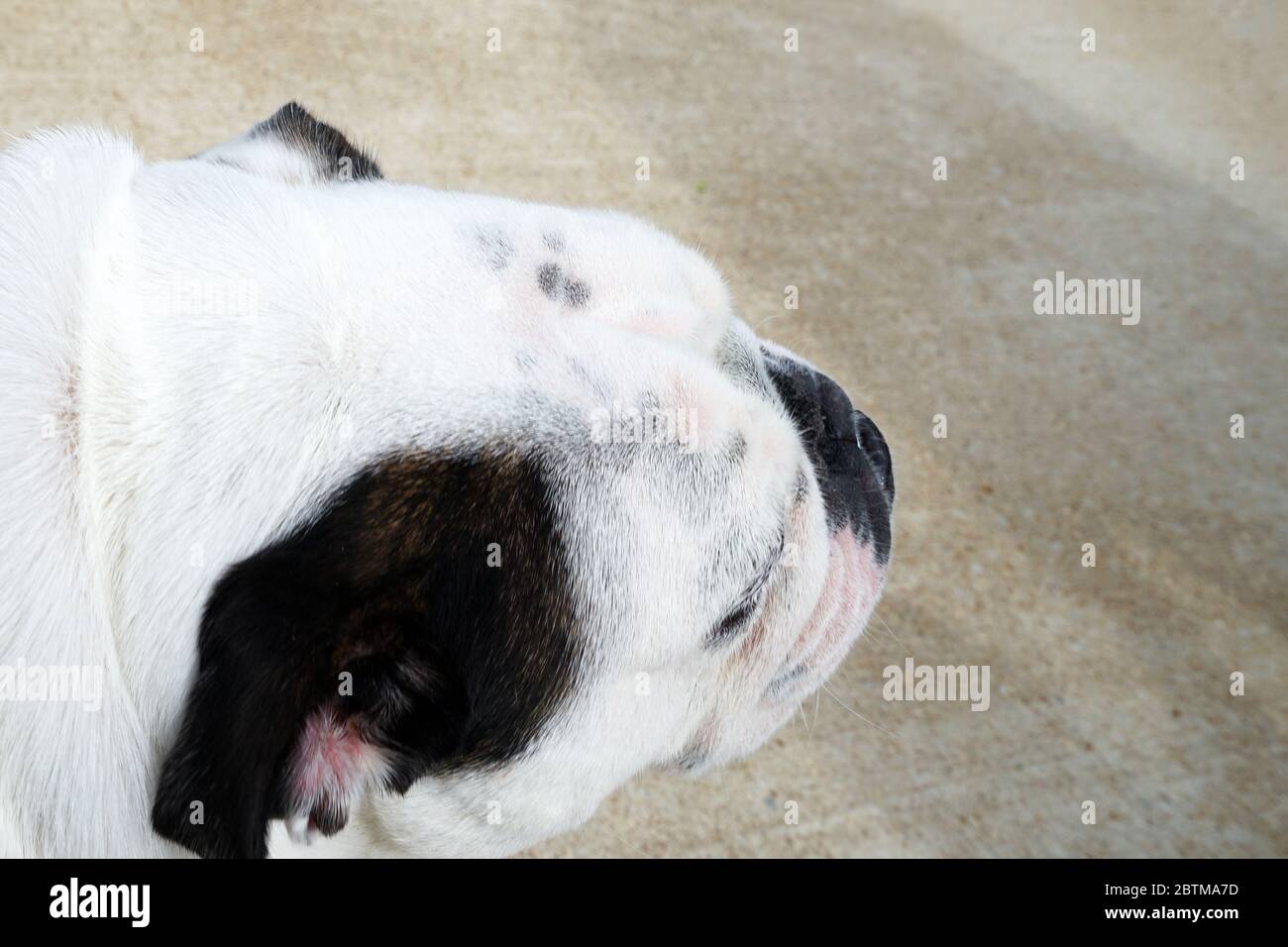 Close up Black and white English Bulldog head Stock Photo - Alamy
