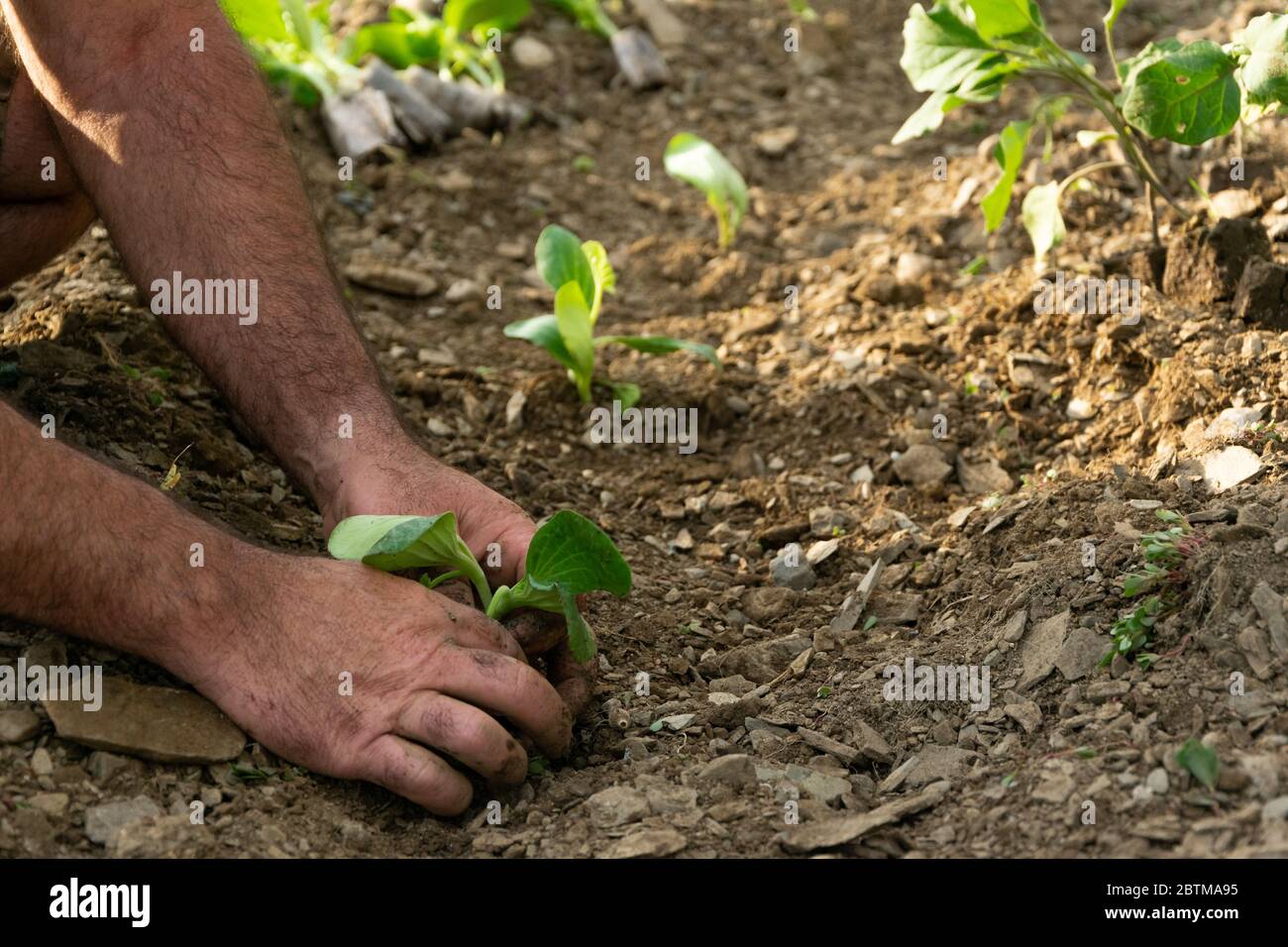 Man hands arrange young vegetable plants to plant them. Farming ...