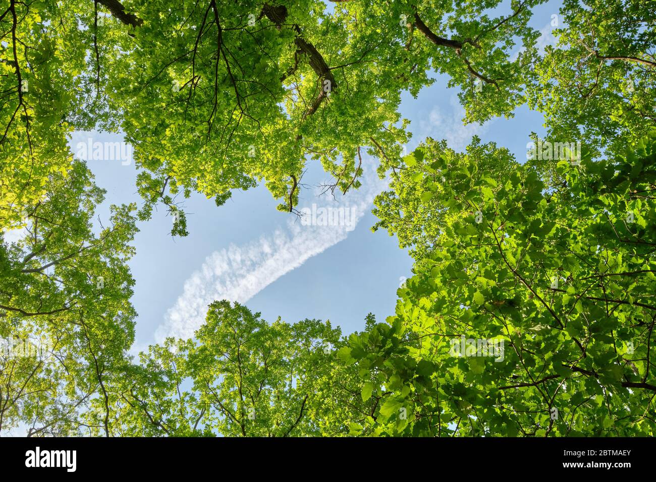 Look up into a beautiful green leaf canopy of high deciduous trees with ...