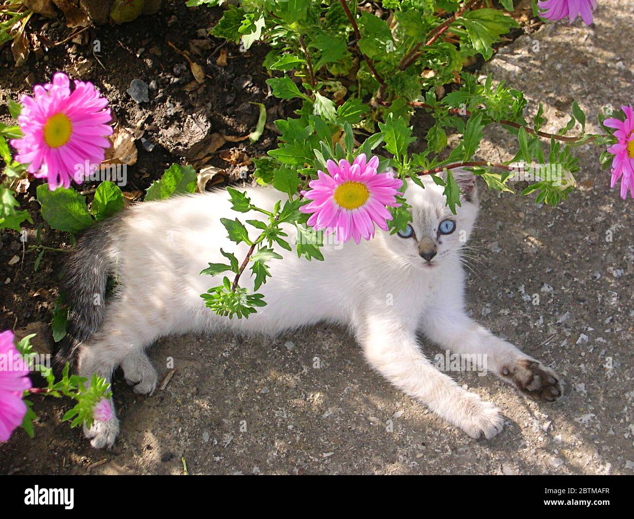 Gatitos flores hi-res stock photography and images - Alamy