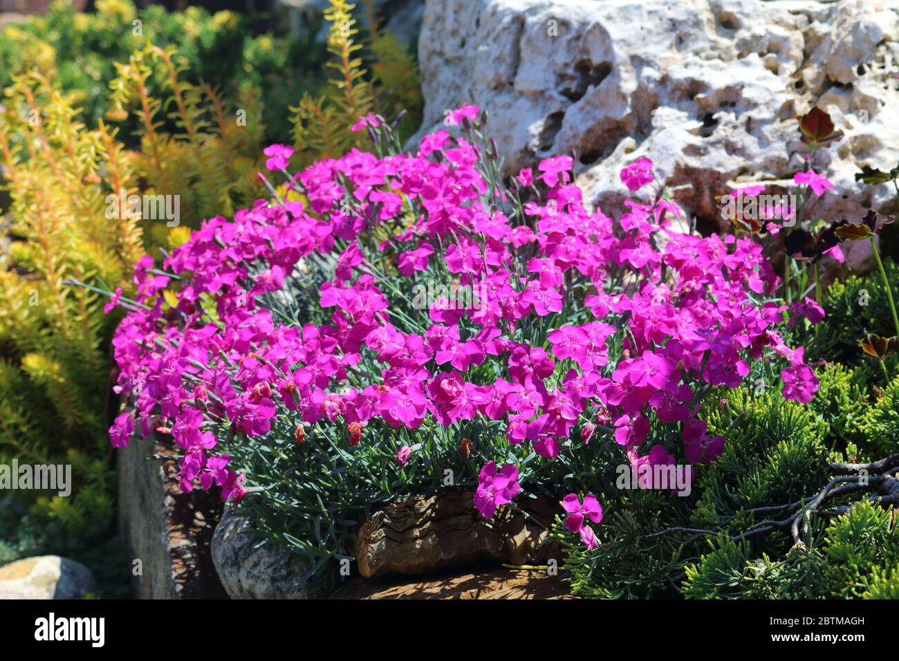 Carnation at their summer cottage. Alpine slide. Fragment Stock Photo ...