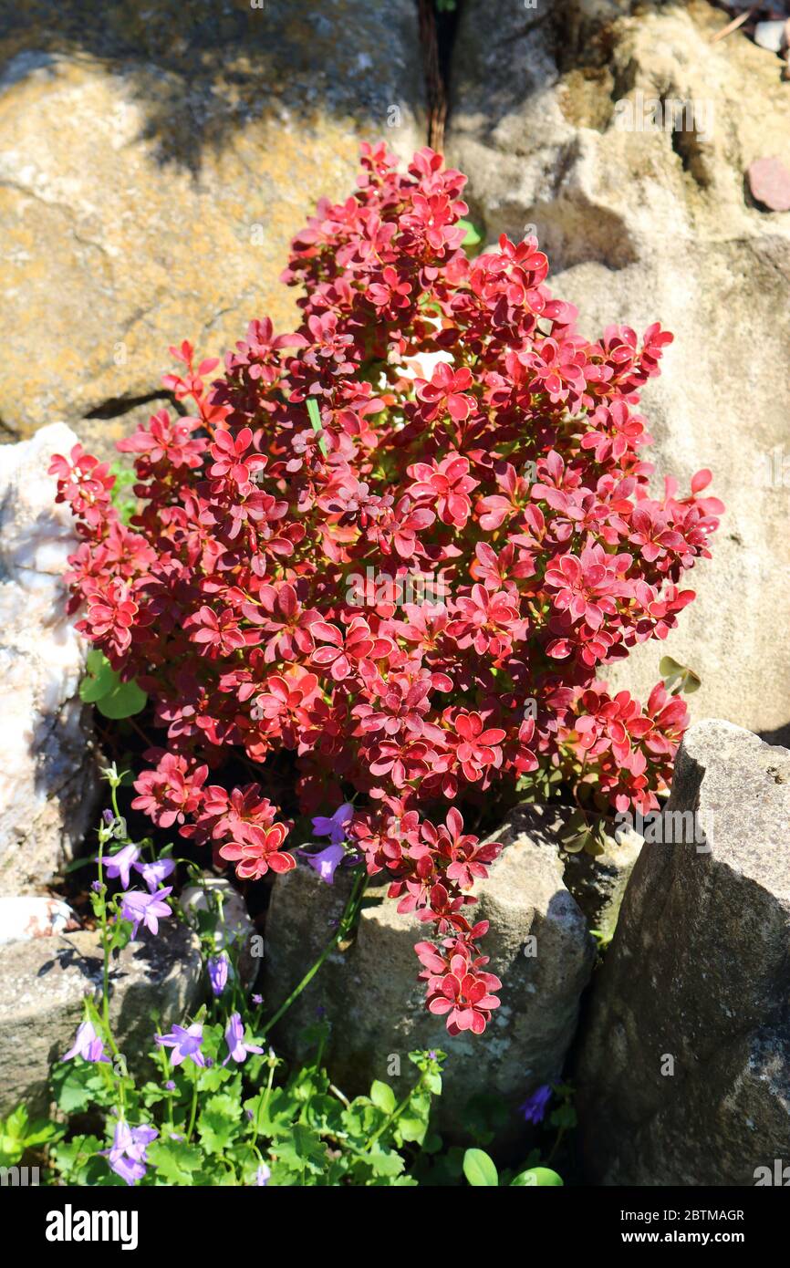 Carnation at their summer cottage. Alpine slide. Fragment Stock Photo ...