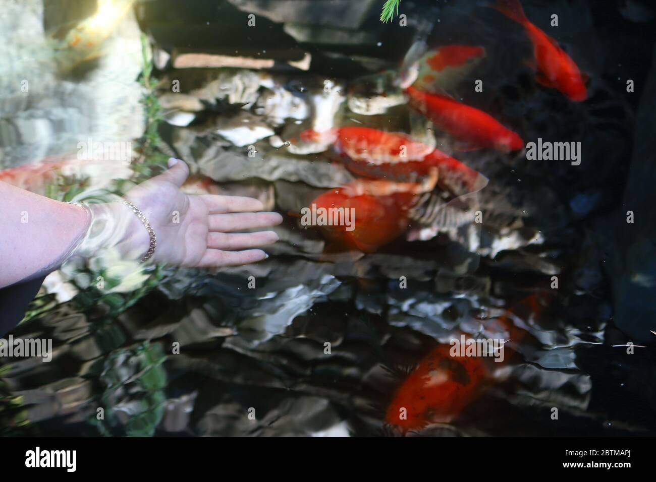 Female hand in a decorative pond with Chinese carps Stock Photo - Alamy