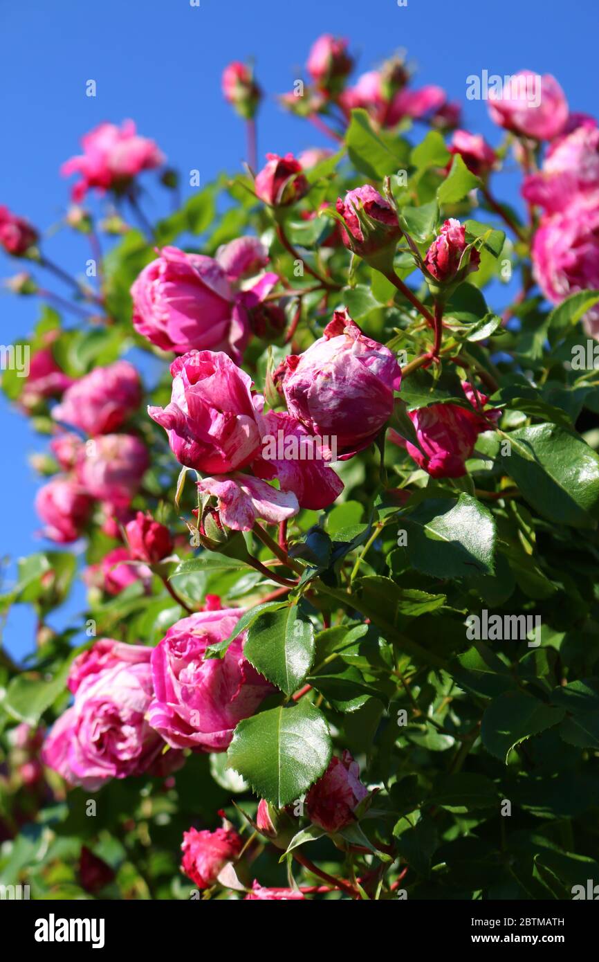 Roses Iness Sastre, Meiland Stock Photo - Alamy