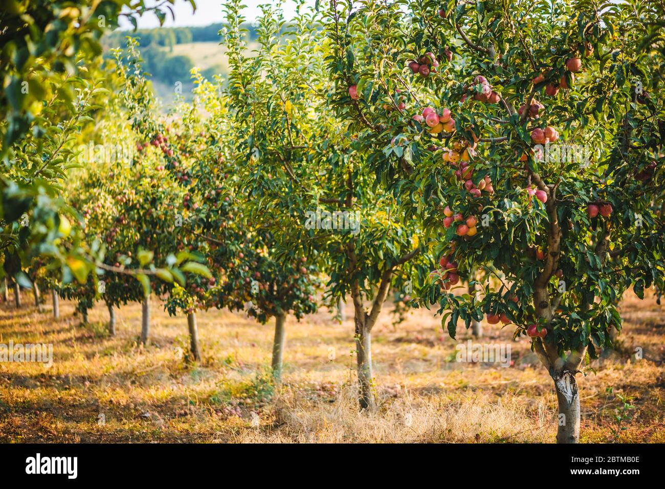 Apple trees in an apple farm. Apple harvest. Bio / organic apples Stock ...