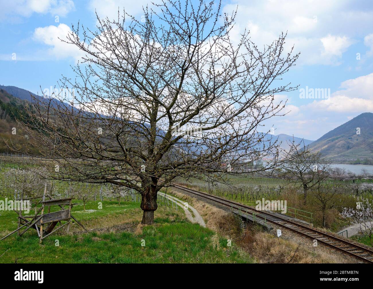 Grafting fruit hi-res stock photography and images - Alamy