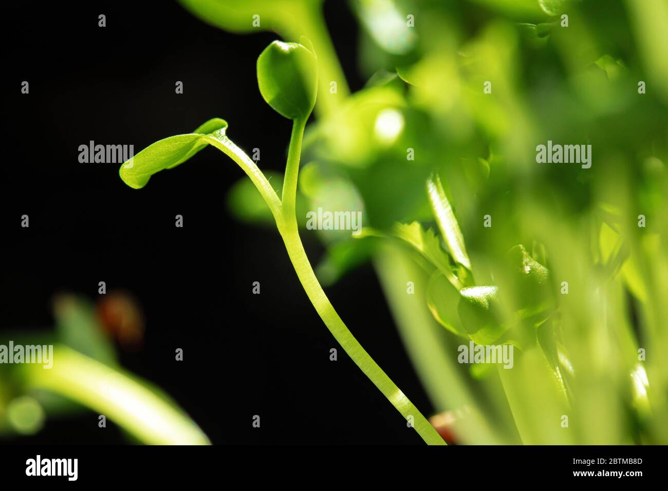 Young baby plant sprouts close up against black background Stock Photo ...