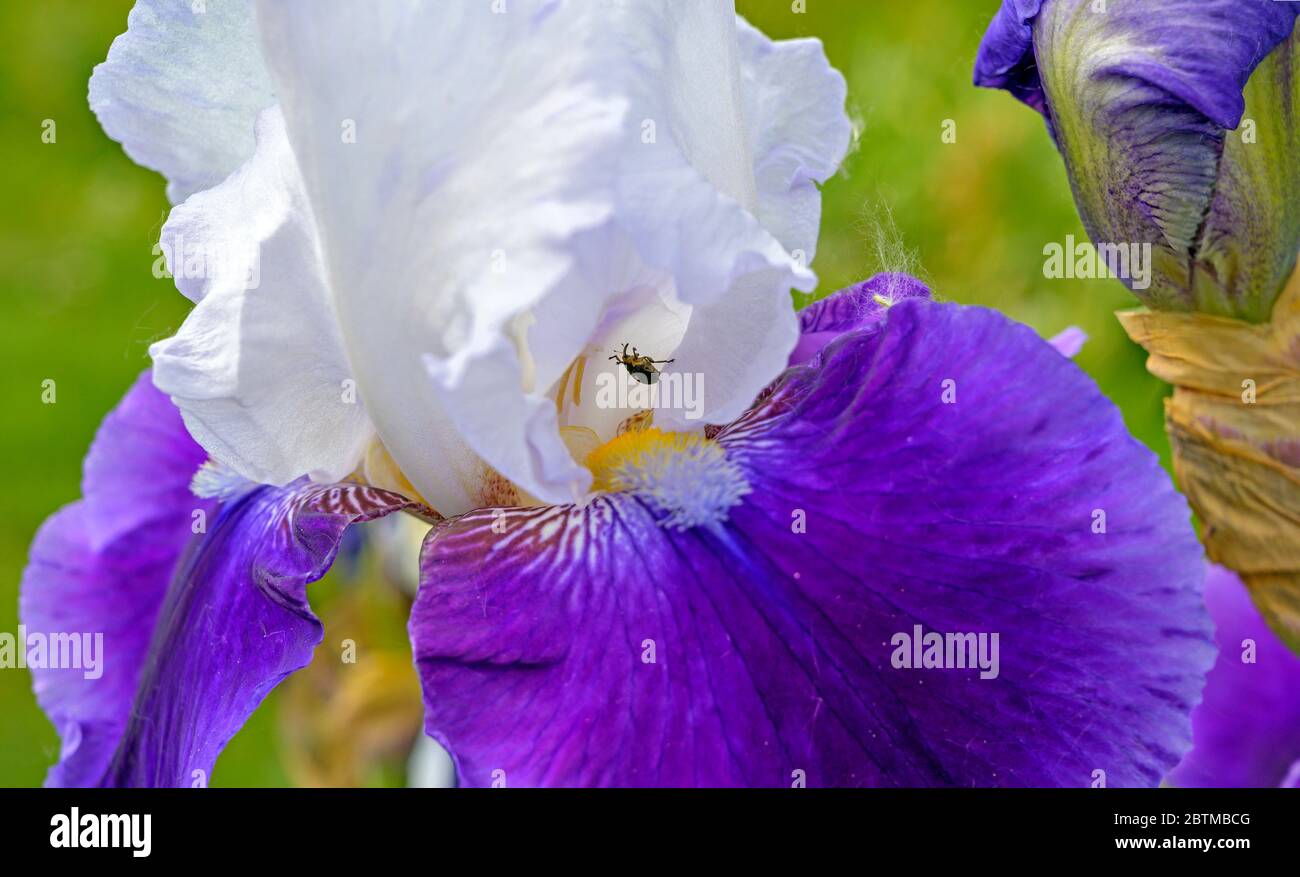 little bug in the white and violet colored blossom of an iris Stock ...