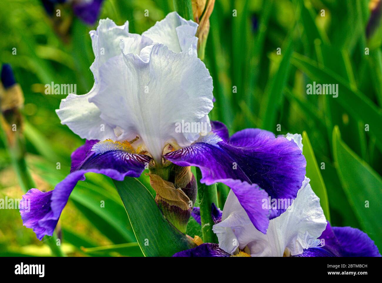 Blossom of an iris hi-res stock photography and images - Alamy