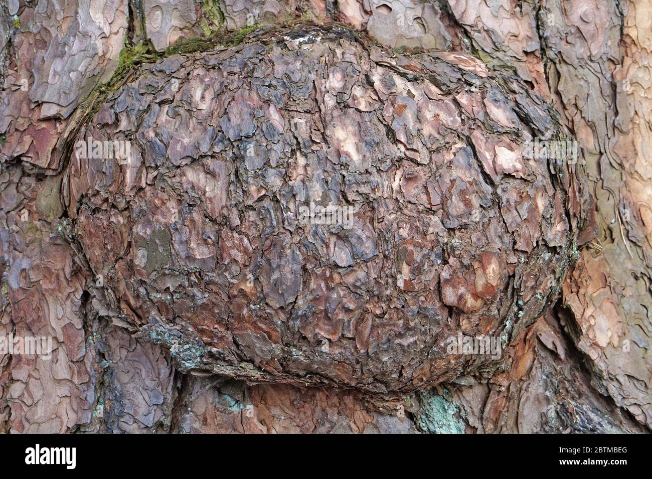 A large oval growth on a pine tree trunk resembles a cancer of the ...