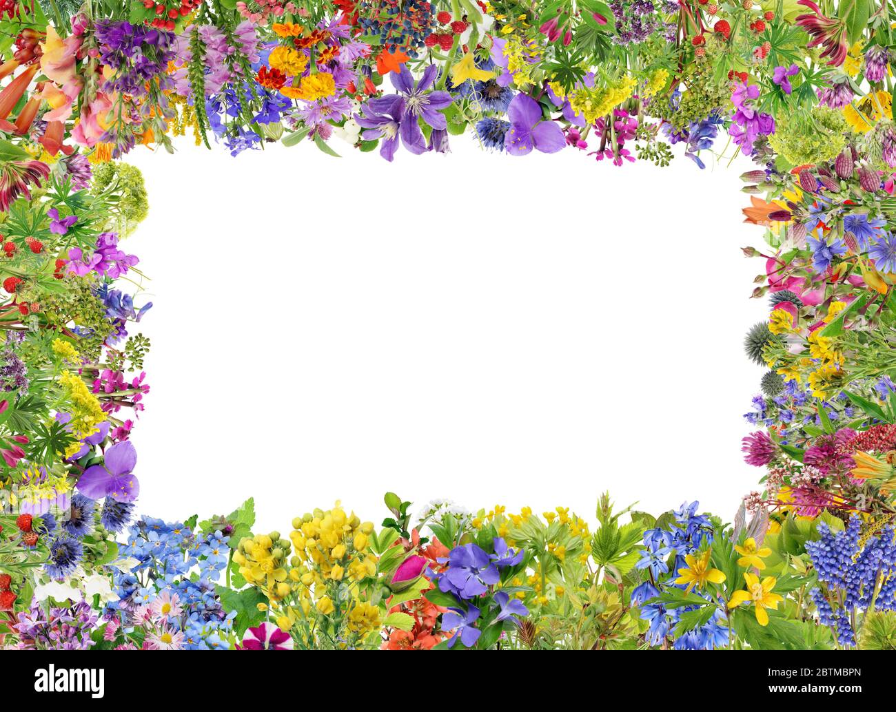 Floral frame from spring and summer forest flowers and plants ...