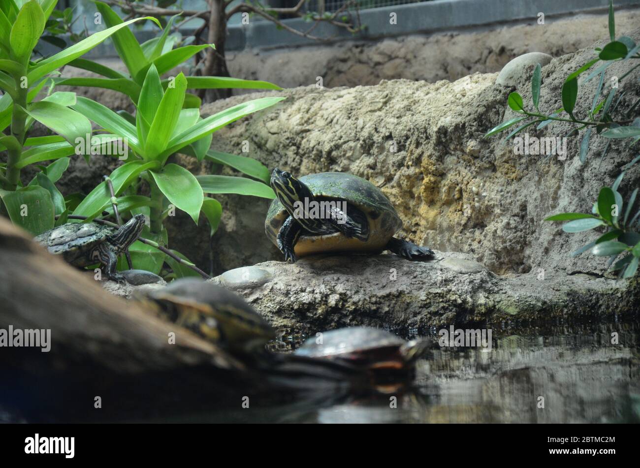Turtles in jungle, water and vegetation aquarium setting Stock Photo ...