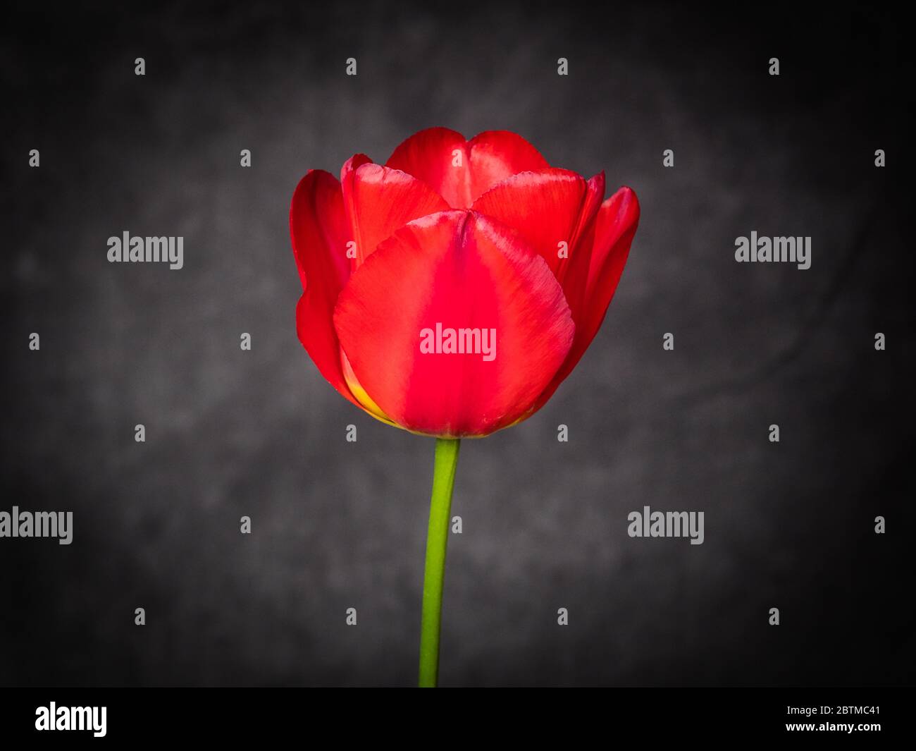 Single Red Tulip Bulb Flower in photography studio portrait setting ...
