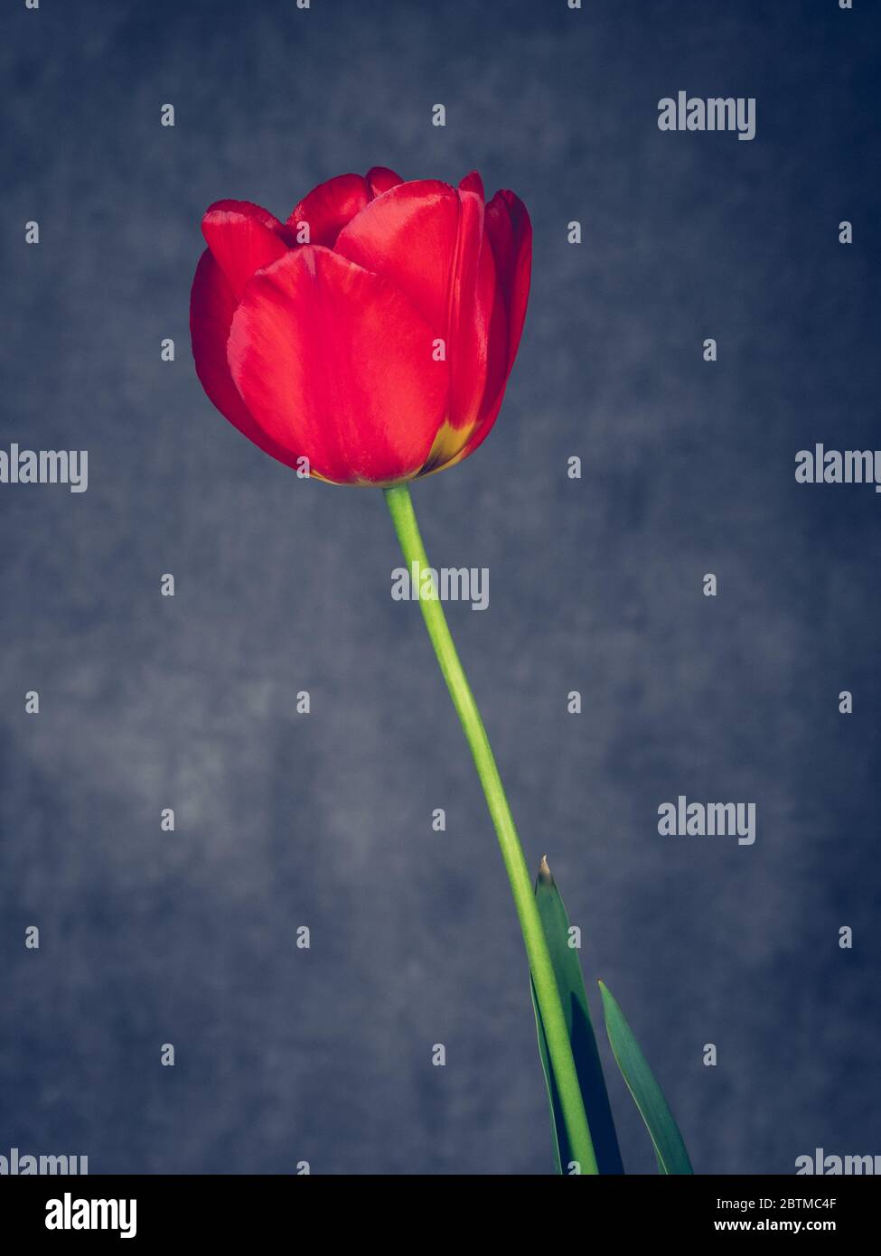 Single Red Tulip Bulb Flower in photography studio portrait setting ...
