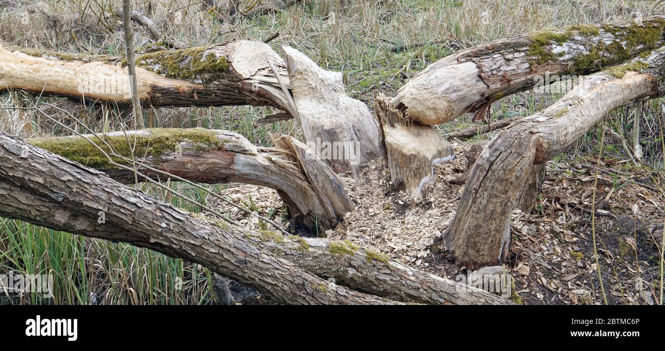 Large animal beavers gnaw at aspen trees to feed on branches and bark ...
