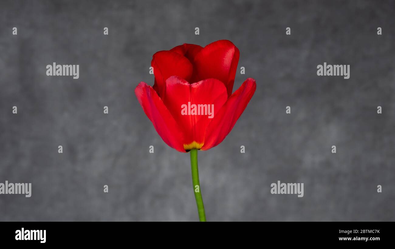 Single Red Tulip Bulb Flower in photography studio portrait setting ...