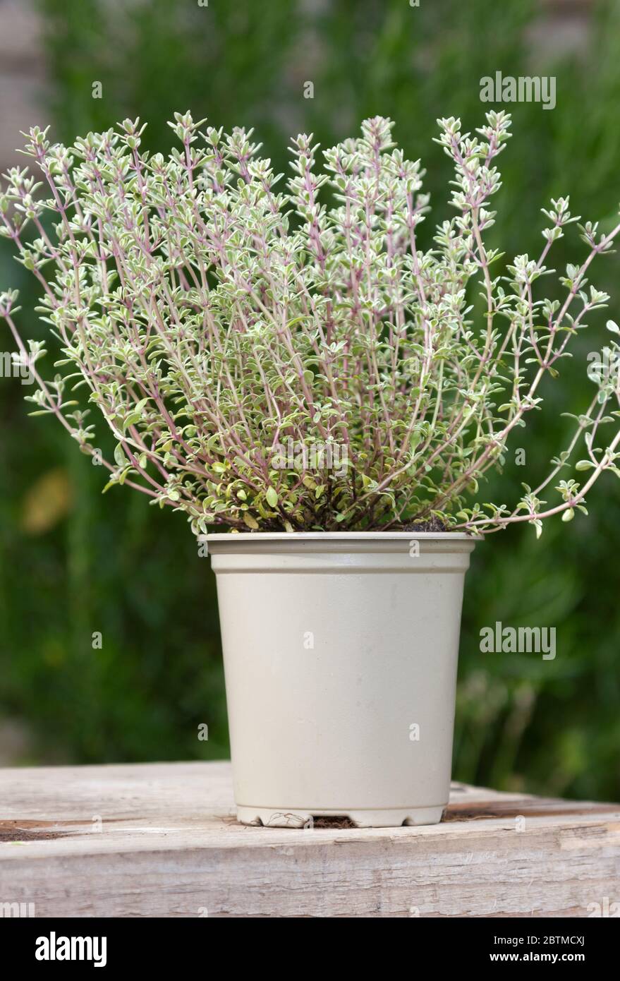 Herbs growing in pots hi-res stock photography and images - Alamy