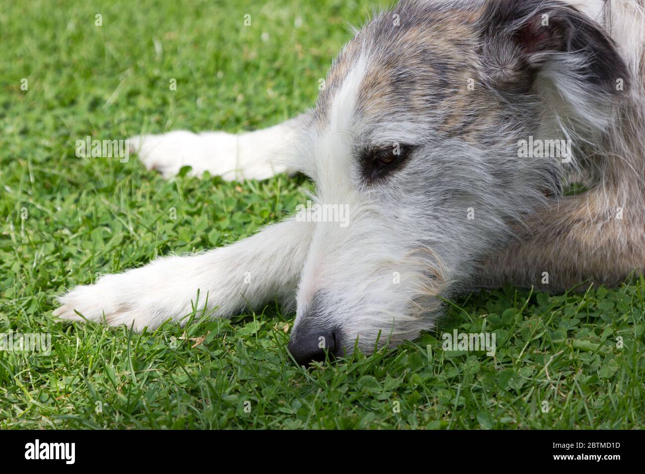 Lurcher dog head hi-res stock photography and images - Alamy