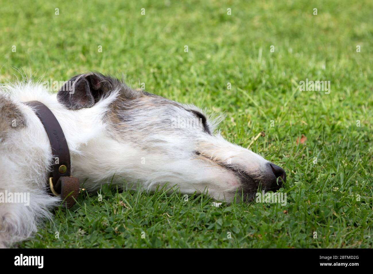 Lurcher dog head hi-res stock photography and images - Alamy