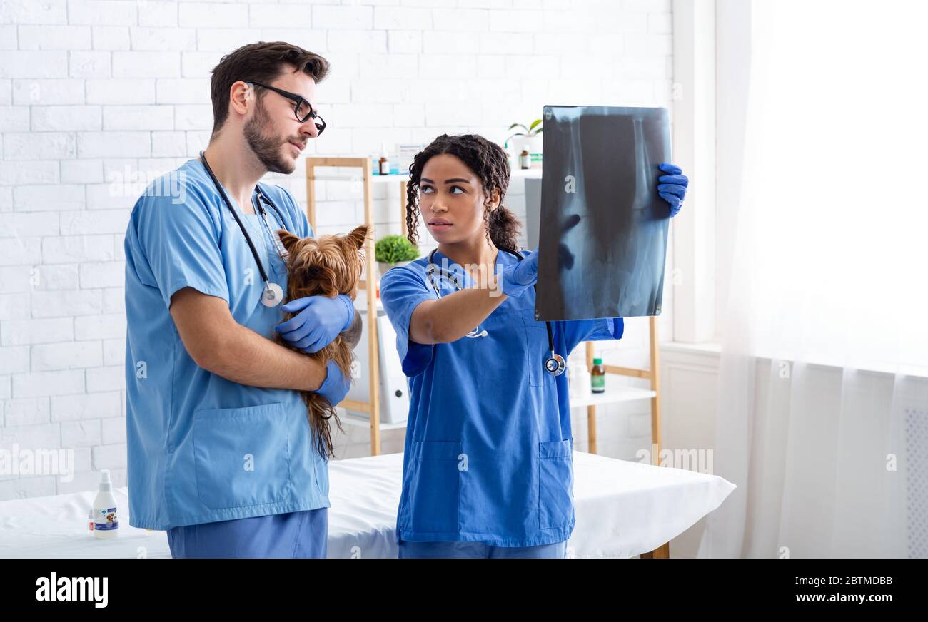 Vet doc with assistant studying xray at animal hospital, blank space ...
