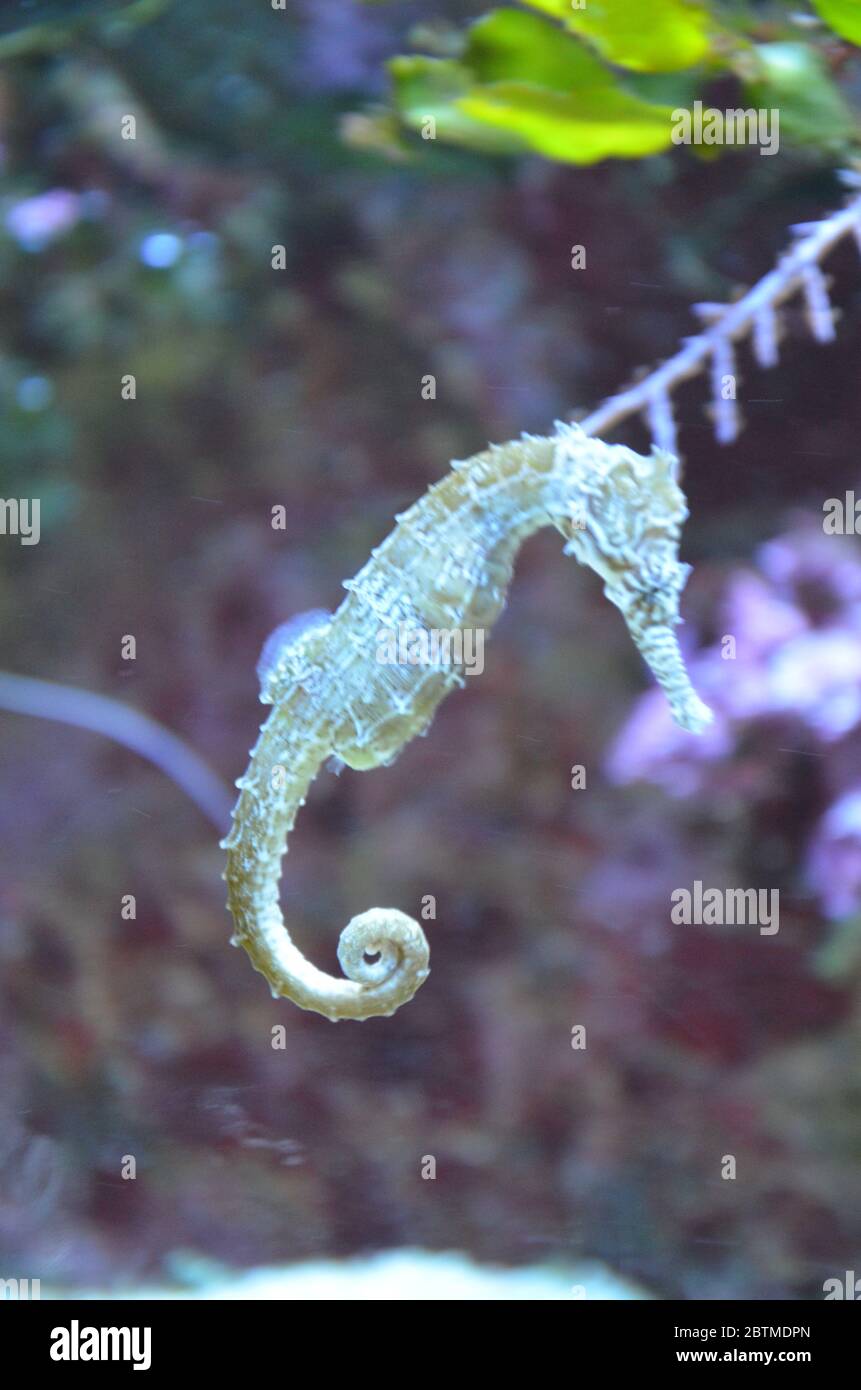 Horsefish hi-res stock photography and images - Alamy