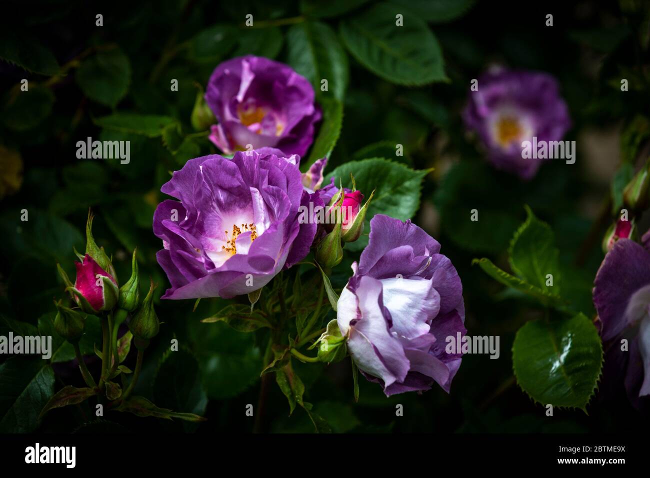 Rosa "Blue for You". A free flowering floribunda rose with unusual ...