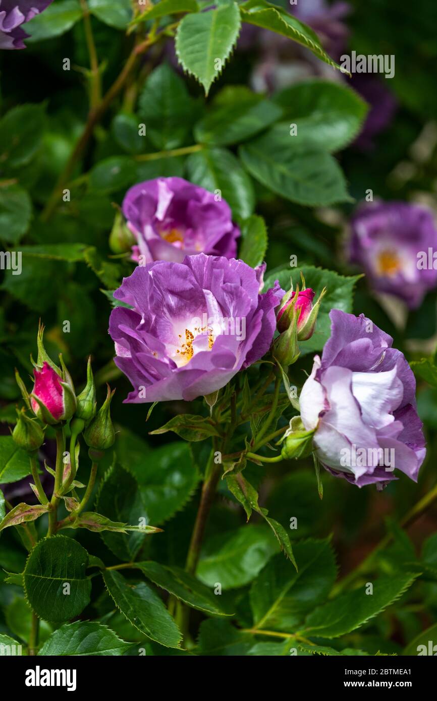 Rosa "Blue for You". A free flowering floribunda rose with unusual ...
