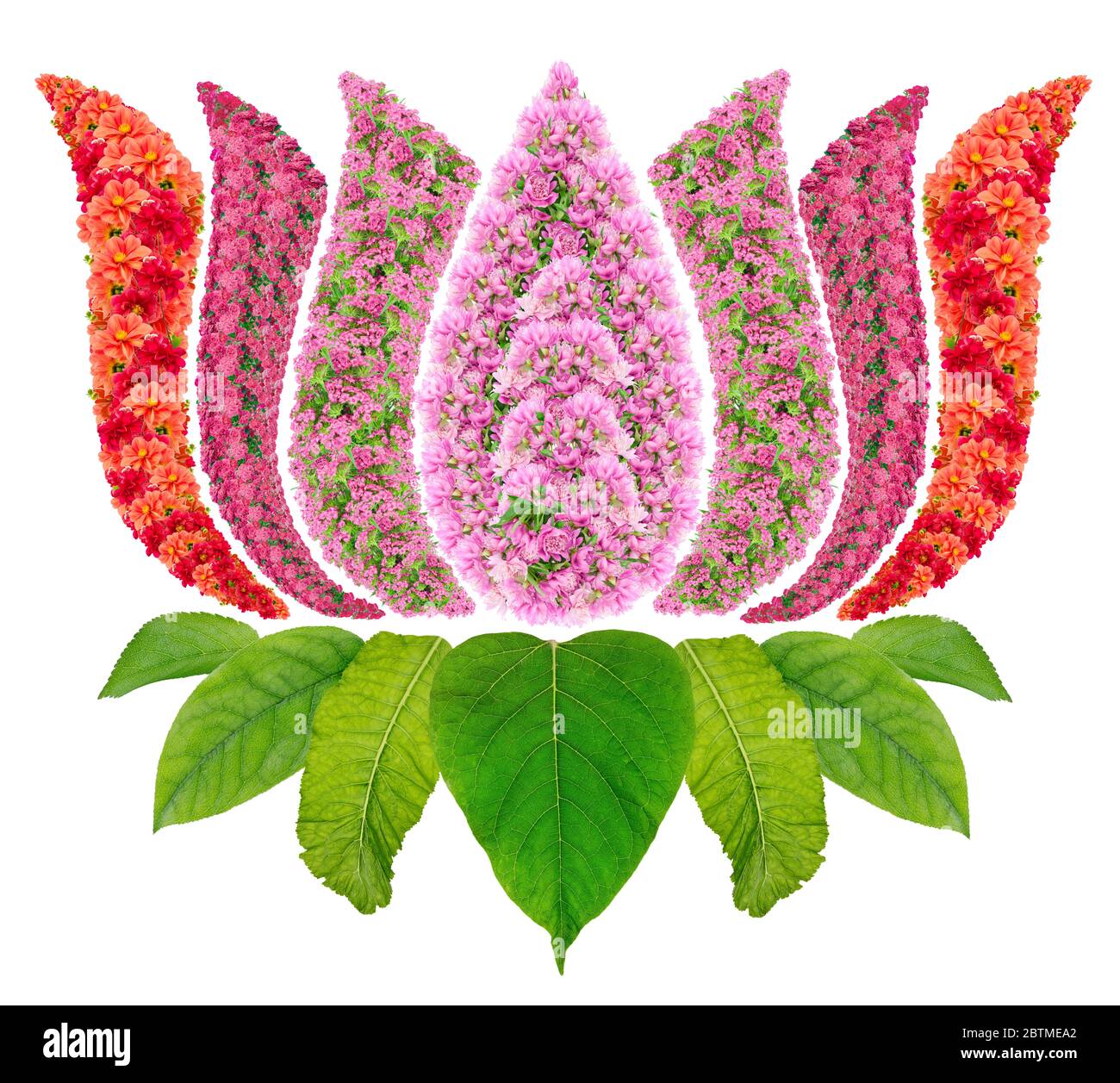 The lotus, Nelumbo nucifera, is an aquatic plant that plays a central ...
