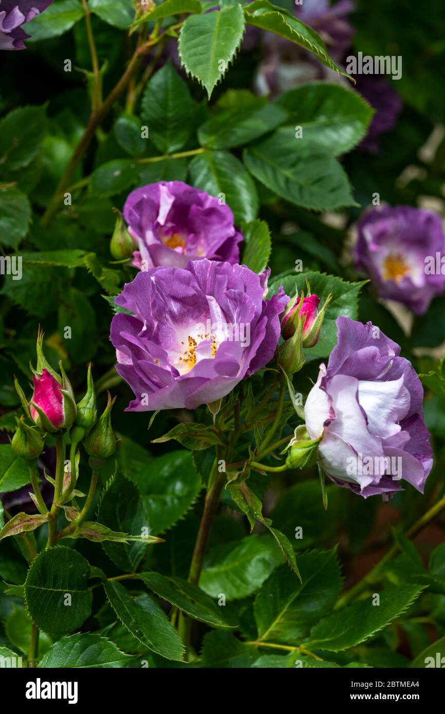 Rosa "Blue for You". A free flowering floribunda rose with unusual ...